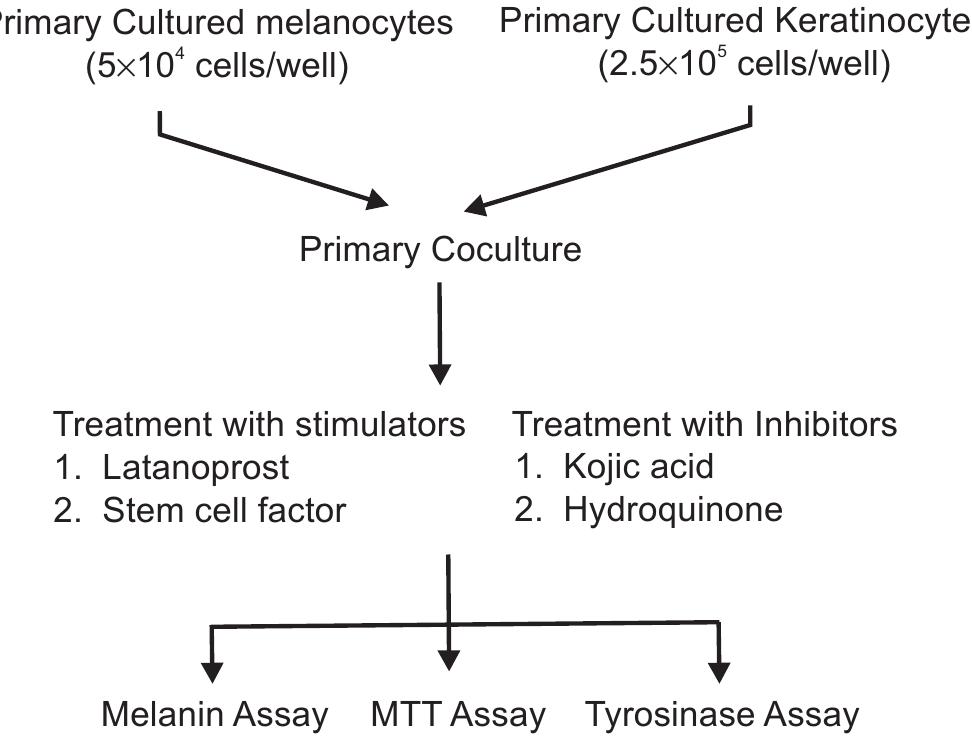 Figure 2 - from Development of melanocye-keratinocyte