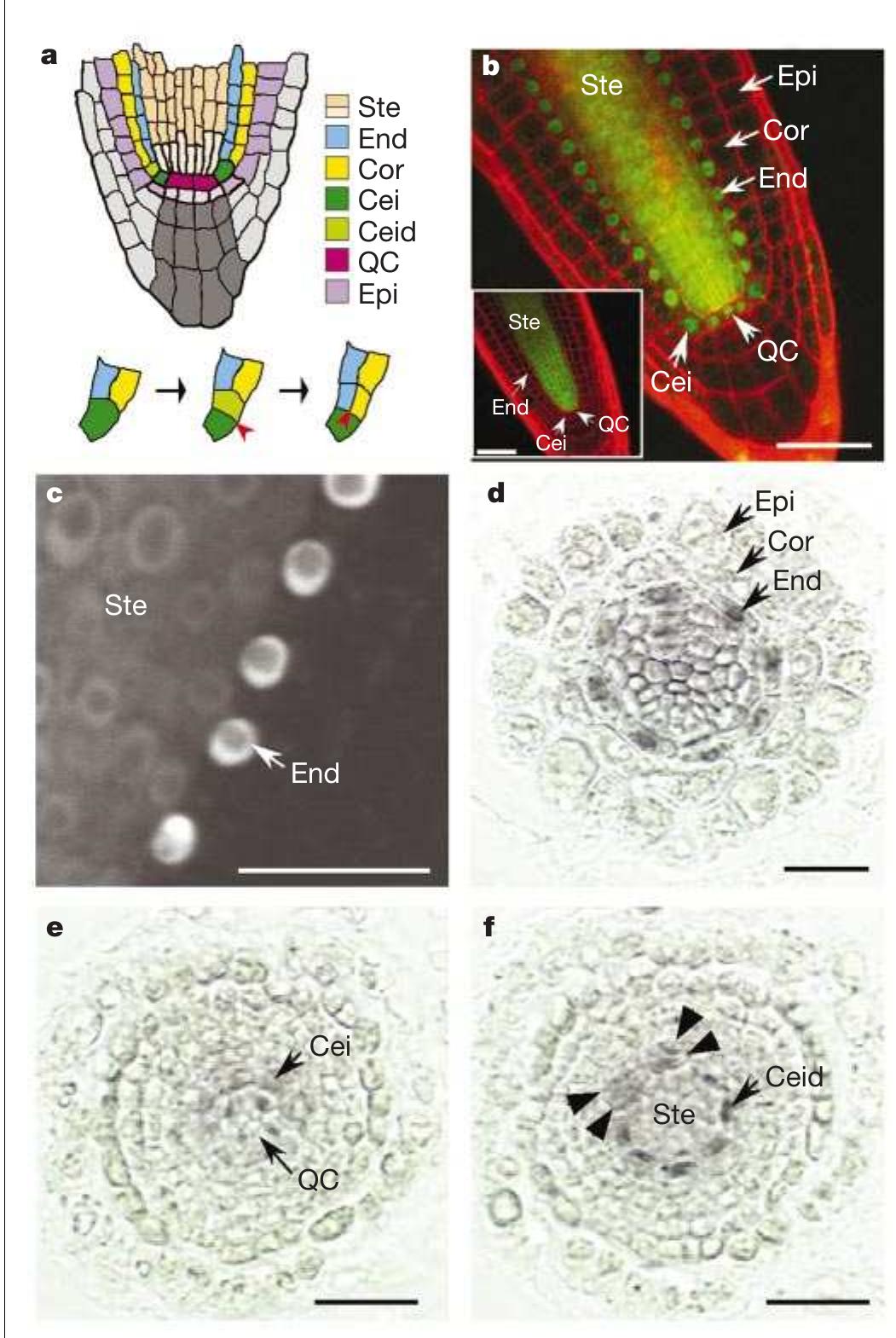 Shr protein localization. a, diagram of arabidopsis root tip