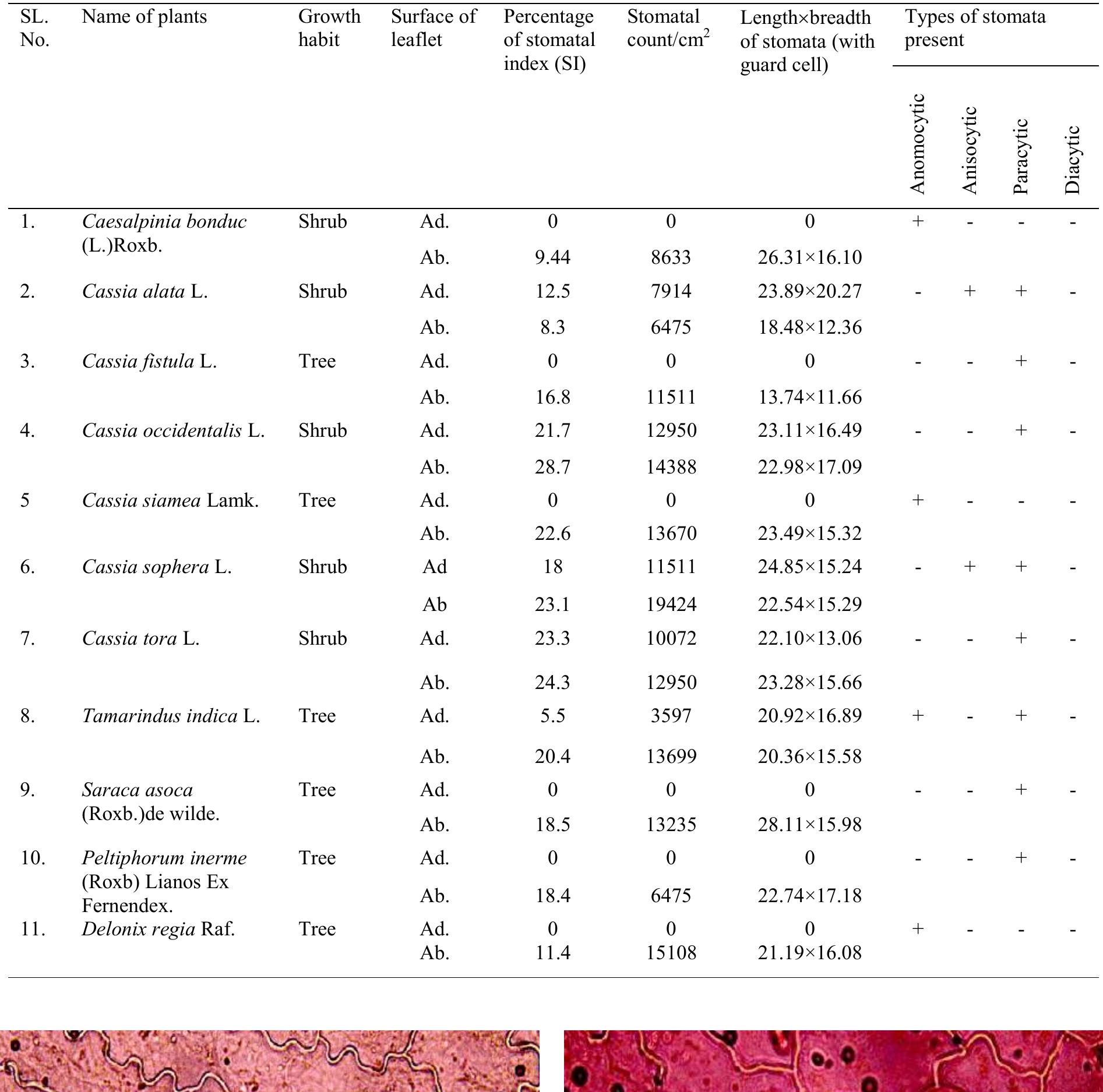 Ii. quantitative and qualitative stomata characteristics of