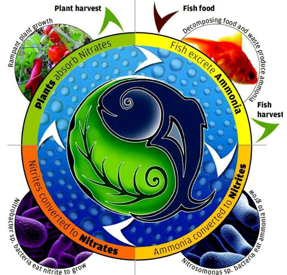 The nitrogen cycle in aquaponic systems (steve, 2007)