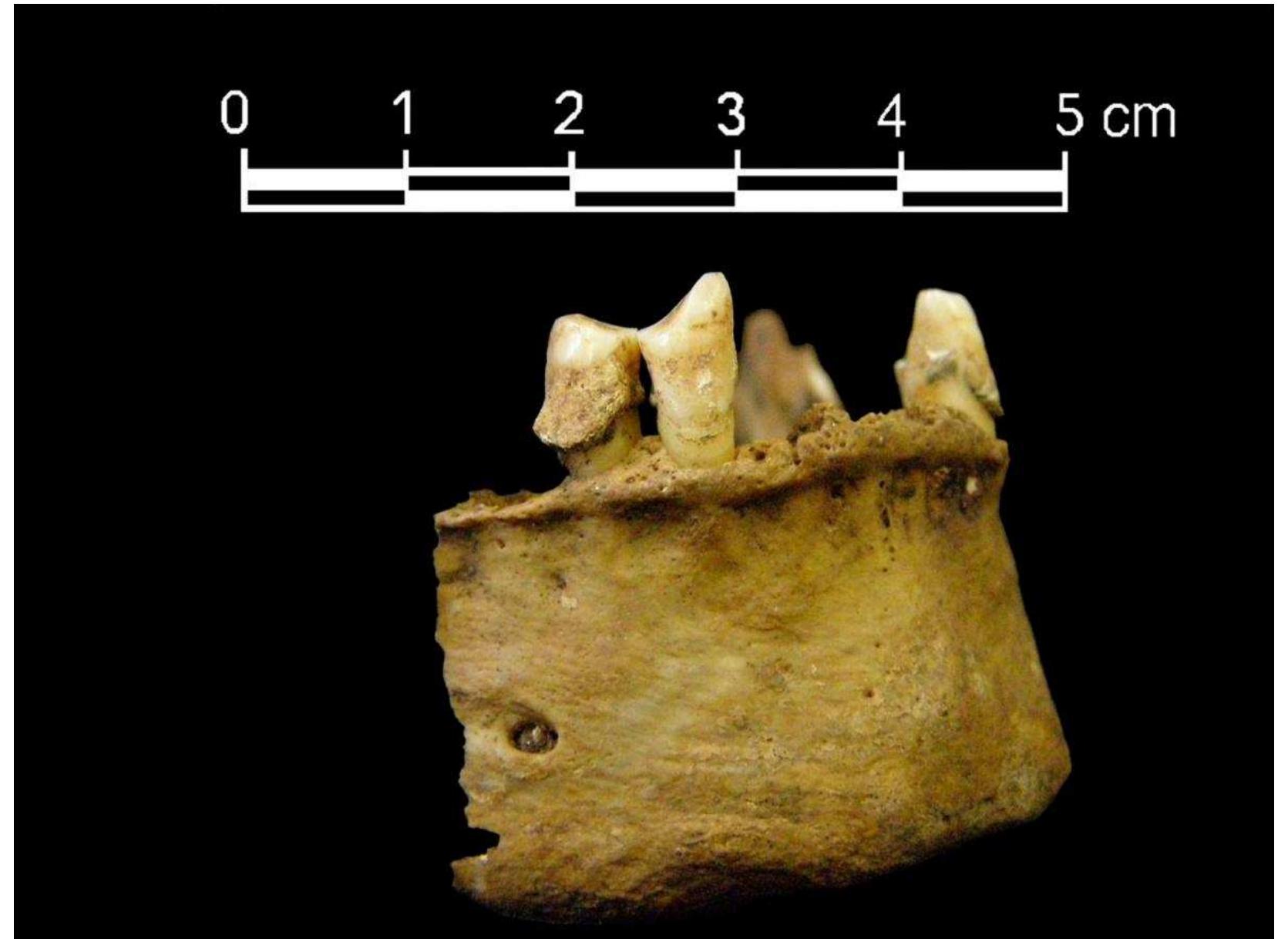 -43 disarticulated mandible with a pipe notch on the right