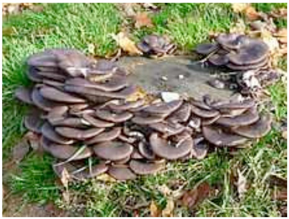 In management of the mycoforestry system it is important