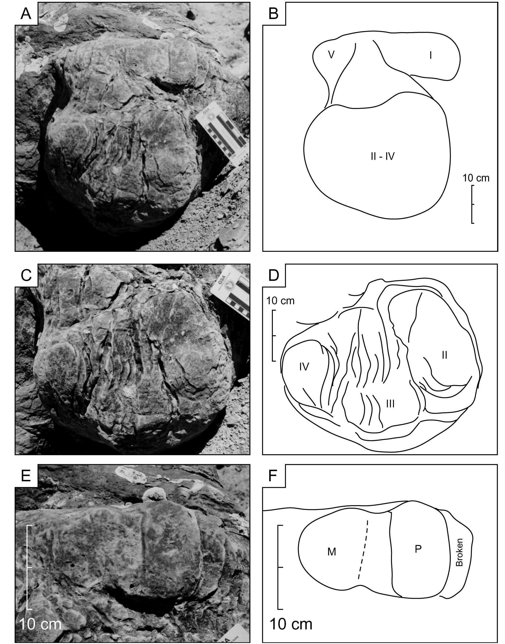 —sauropod track morphotype 2. (a) palmar view of sauropod