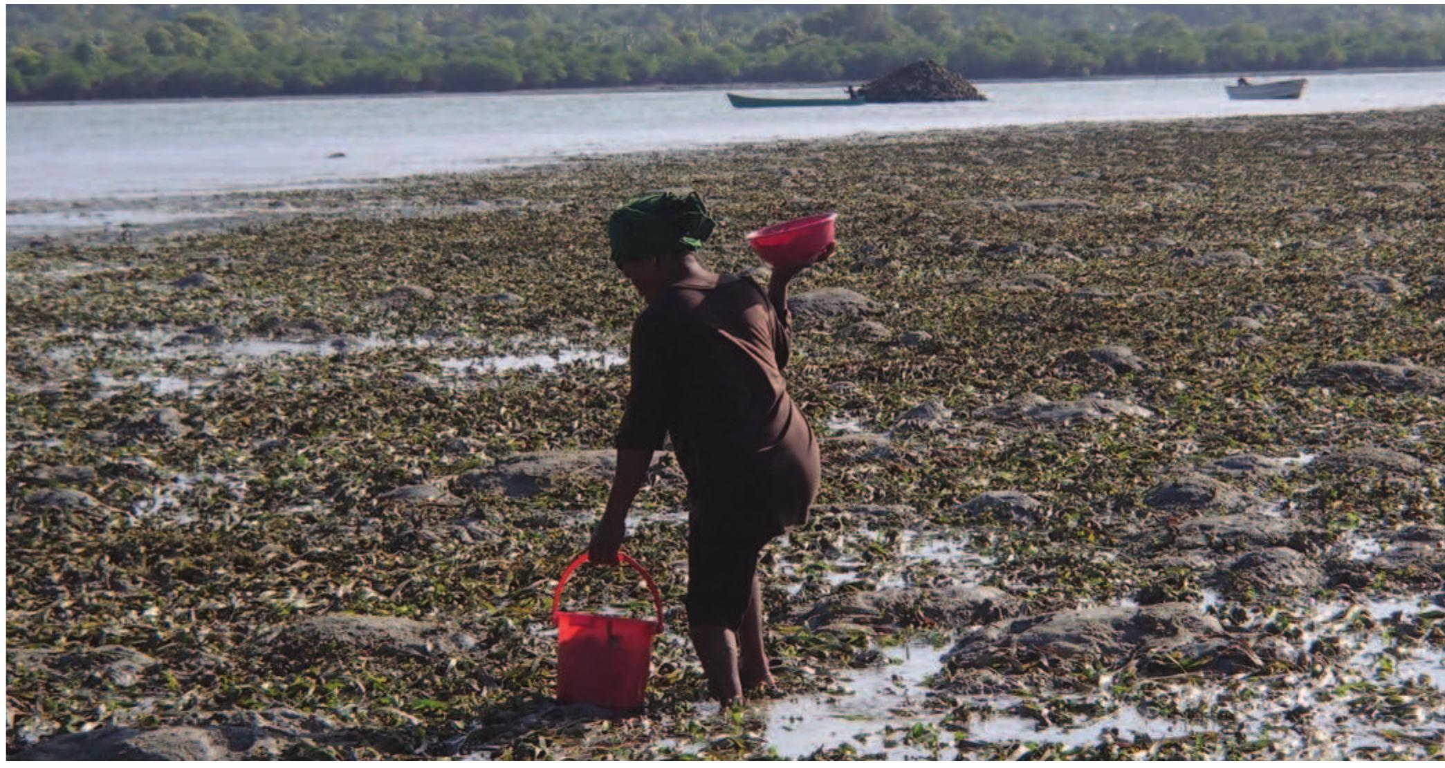 Bajo woman gleaning in the seagrass at low tide.