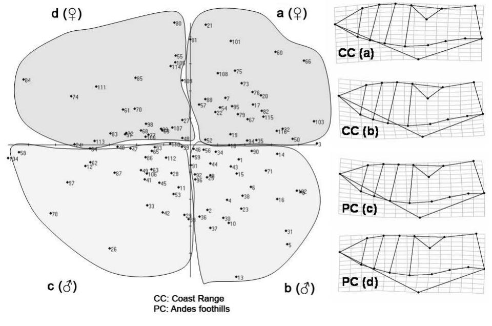 Figure 4 - Sexual Dimorphism and Morphological Variation in