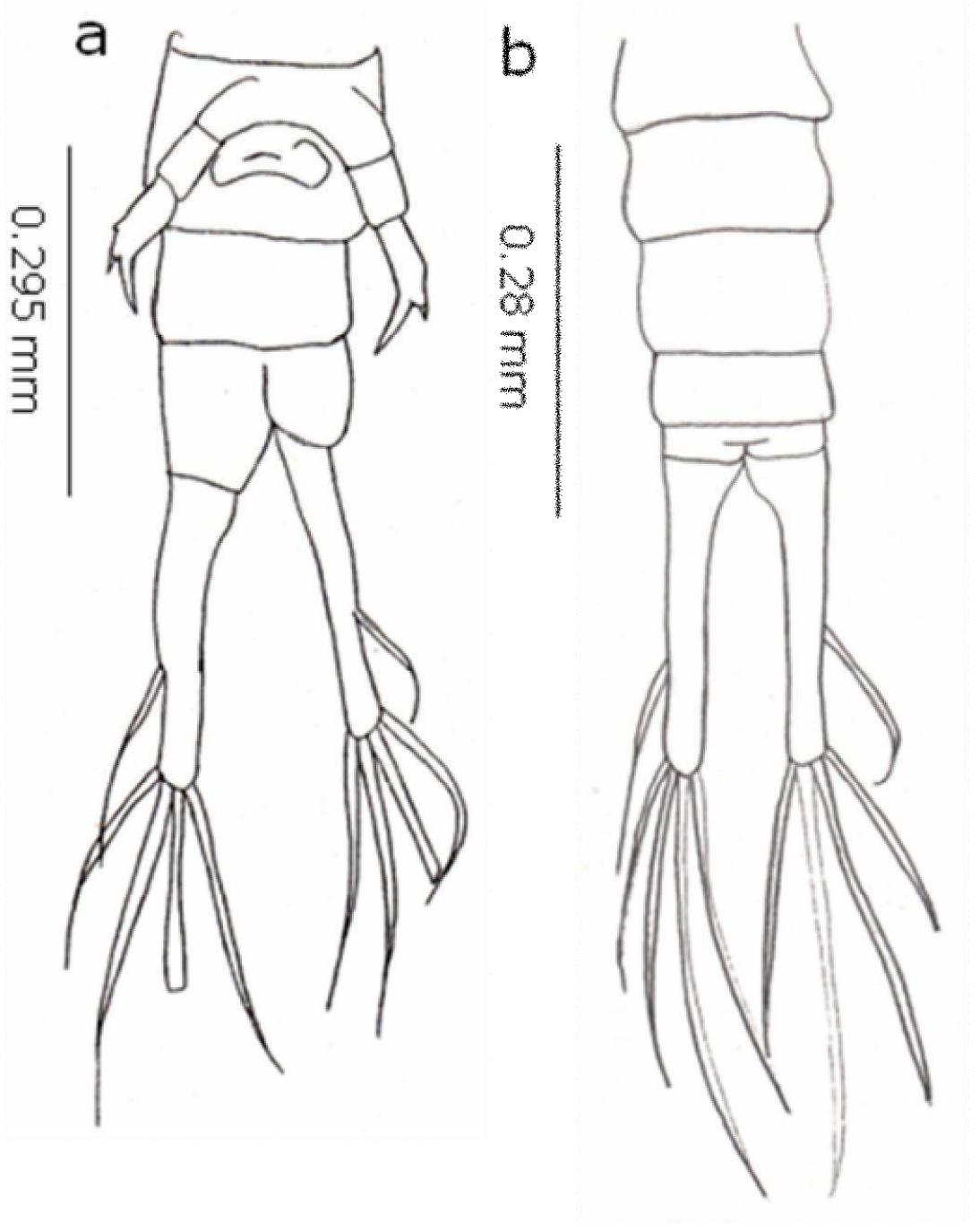 (a) ventral view of female urosome and (b) dorsal view of