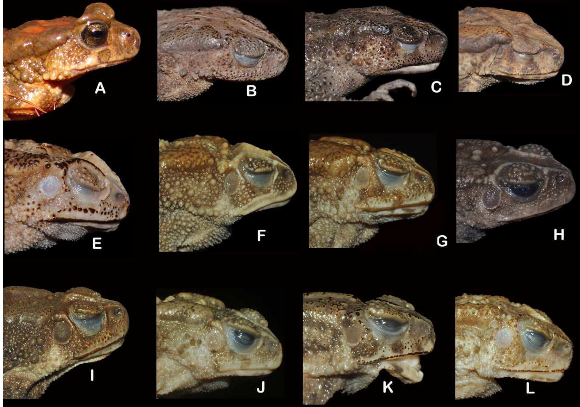 Lateral view of head showing distinct tympanum in a. d