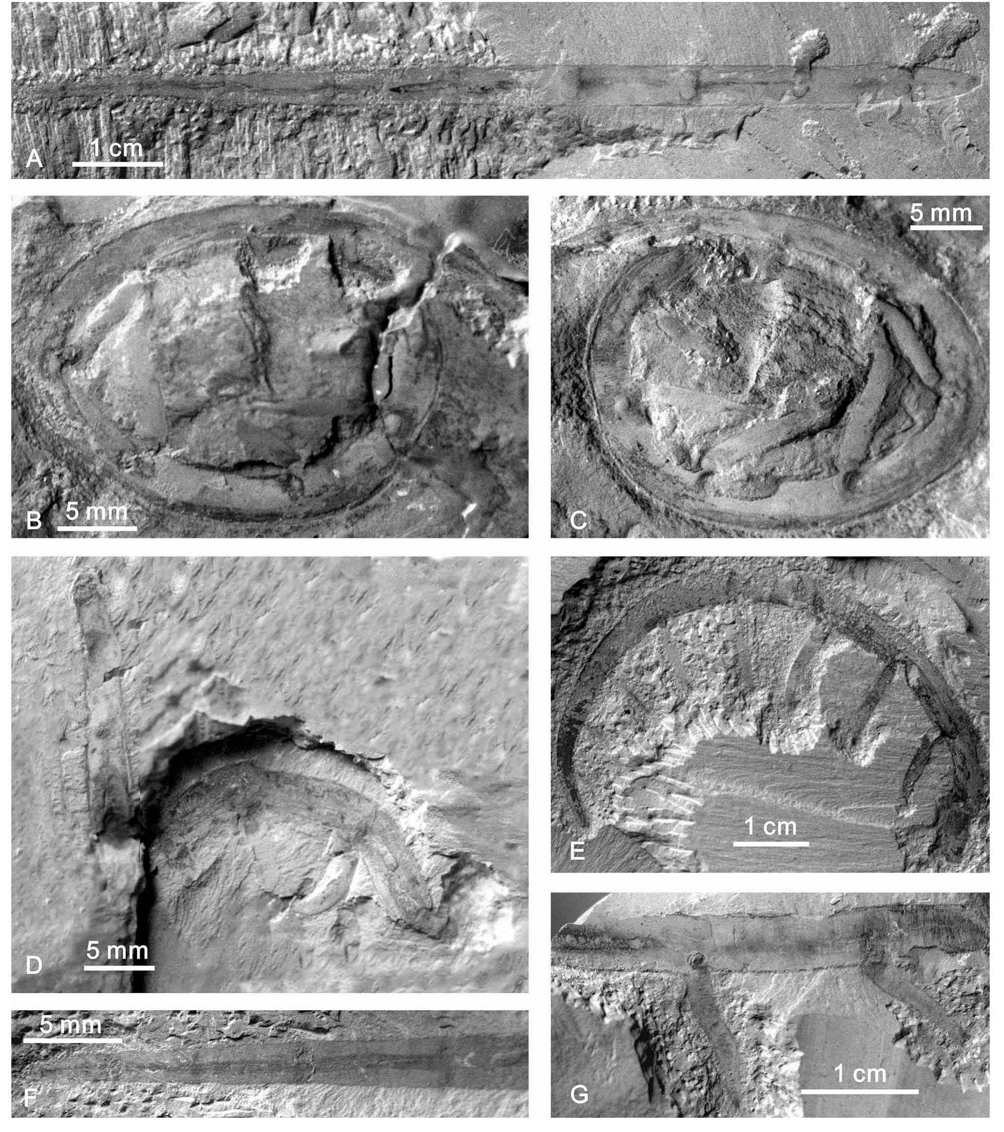 Figure 2 - The lobopodian Paucipodia inermis from the Lower