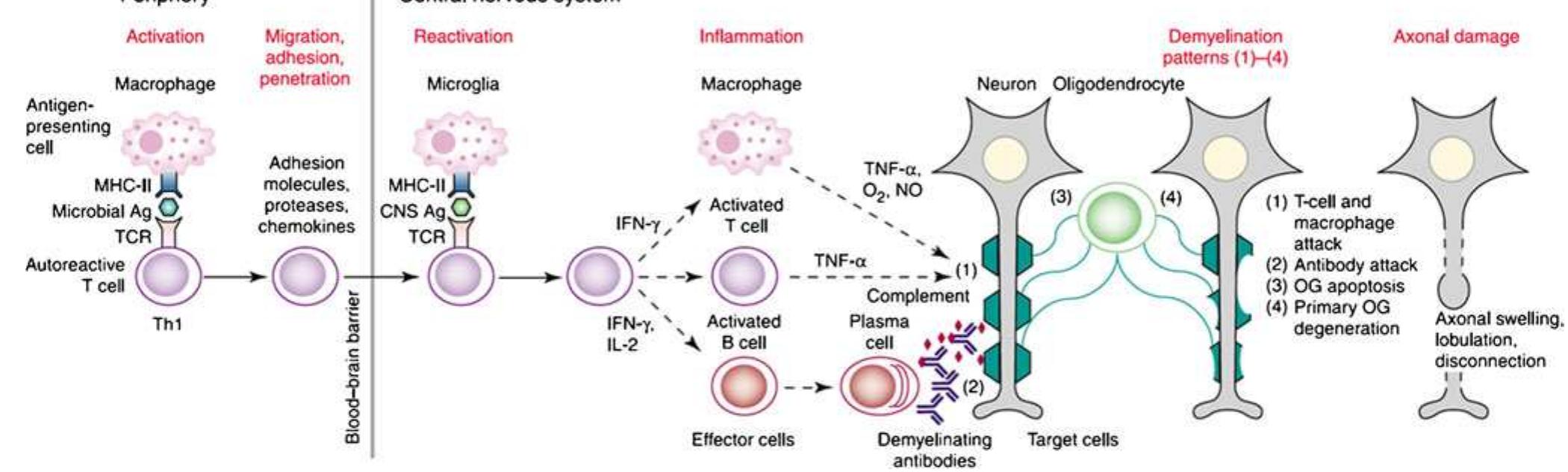 Induce cns inflammation by subsequent activation of