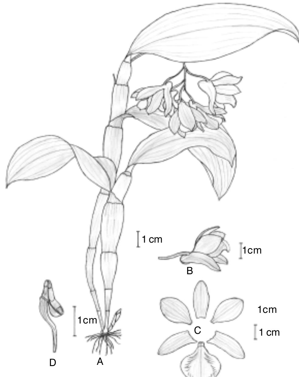 Dendrobium sulcatum sw. : a, habit; b, flower; c, perigone;