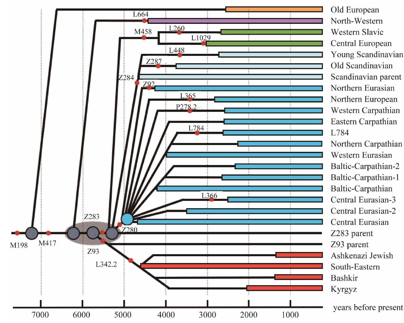 (PDF) Haplogroup R1a, Its Subclades and Branches in Europe during the ...