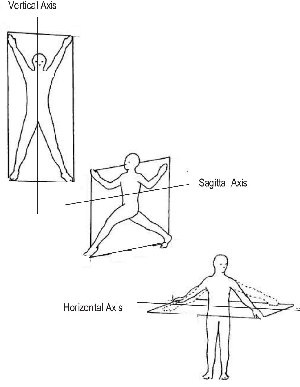 Horizontal, vertical, and sagittal axes and planes (adapted