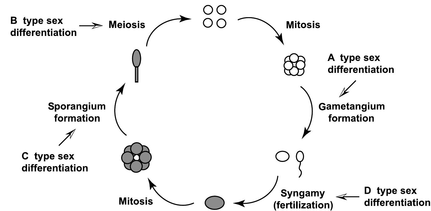 Schematic diagram depicting the life cycle of sexually