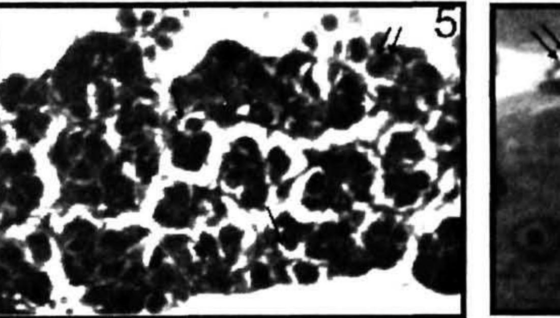 “jg. (5):a photomicrograph of a section of mouse pancreas