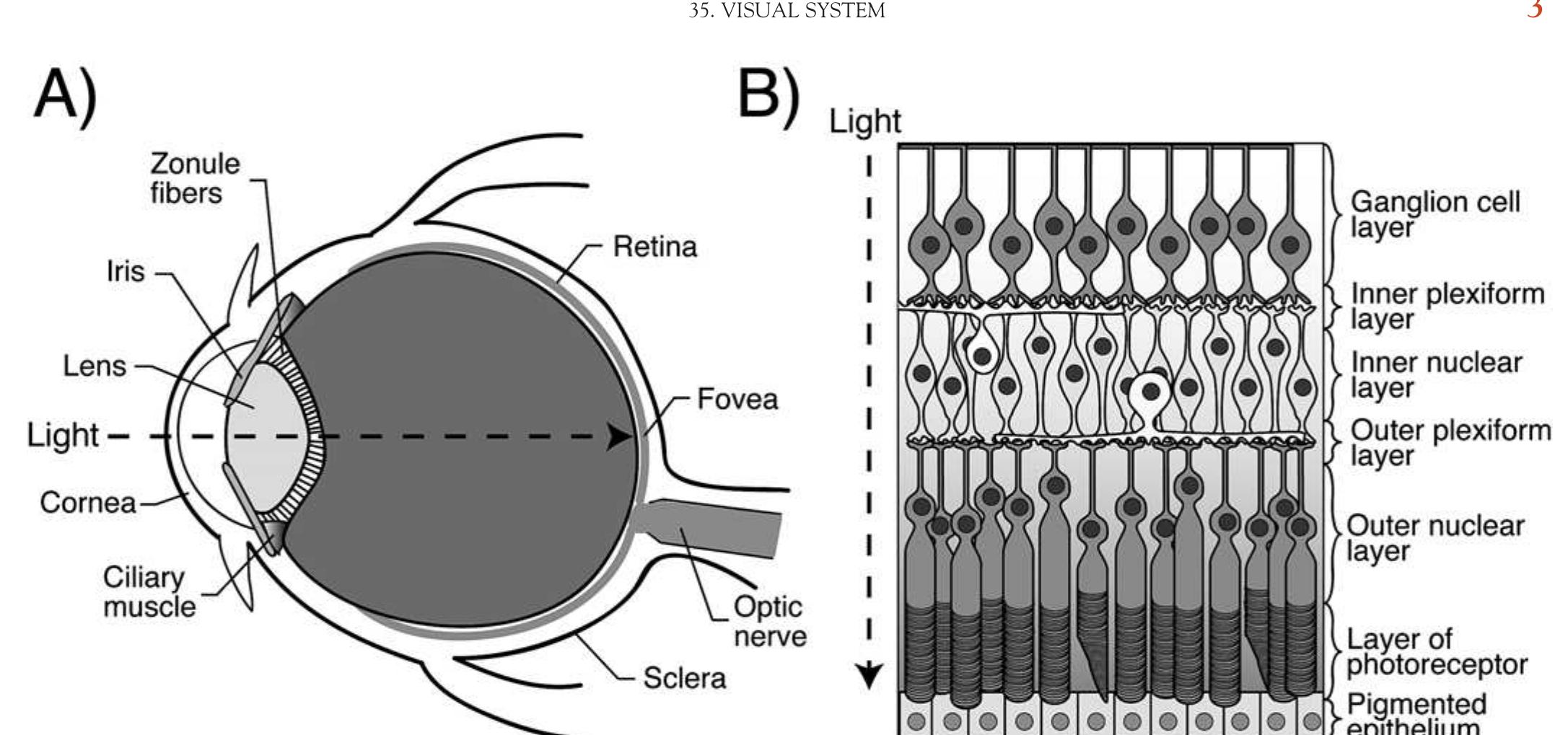 Figure 1 - from Visual System