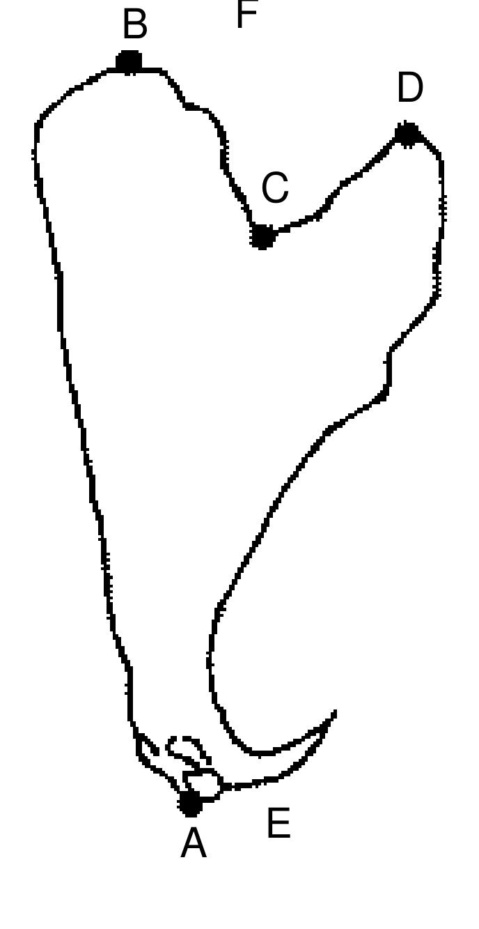 Hamulus characters used in morphometric analysis: a-b