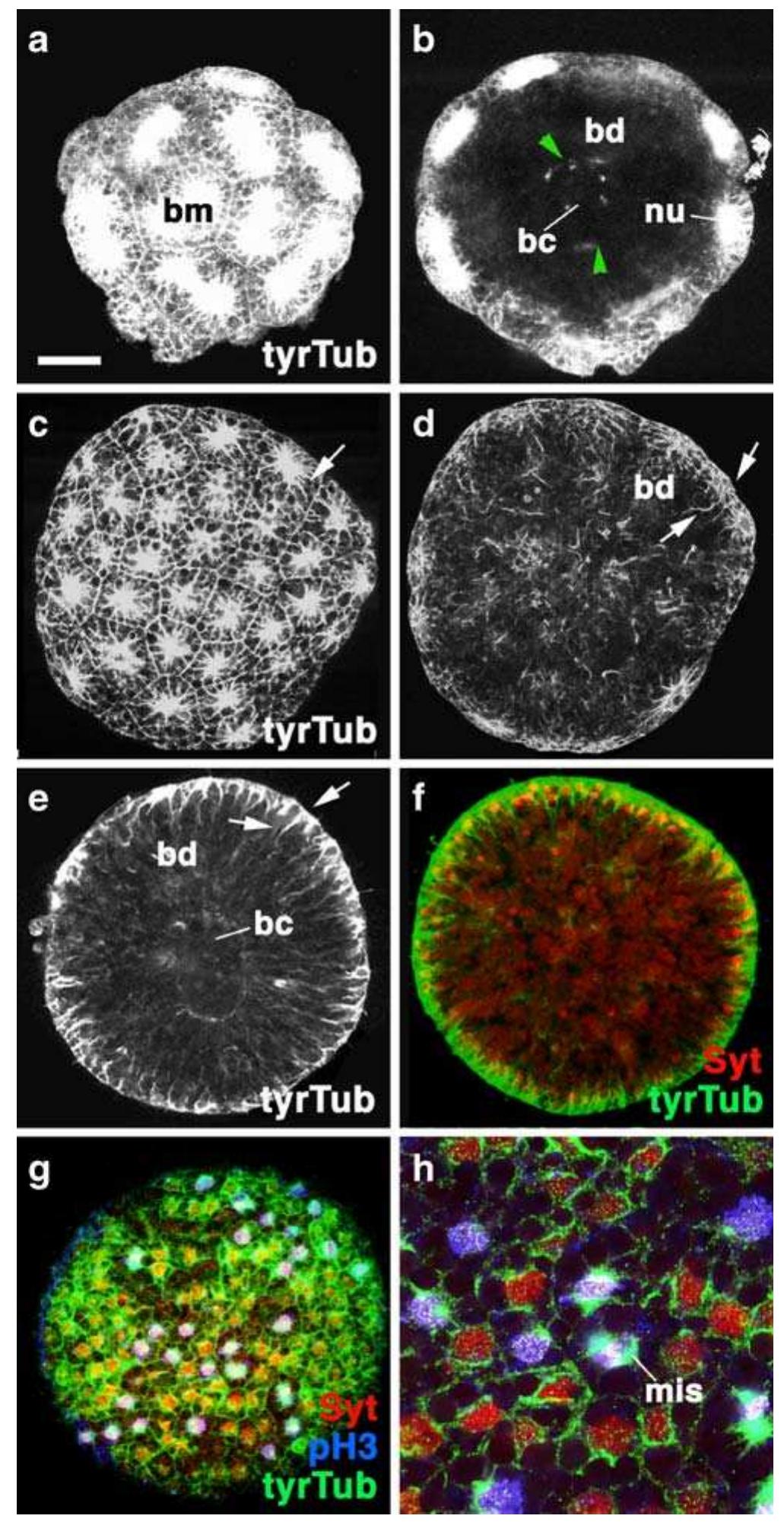 Blastula stage. confocal sections of aurelia embryos labeled