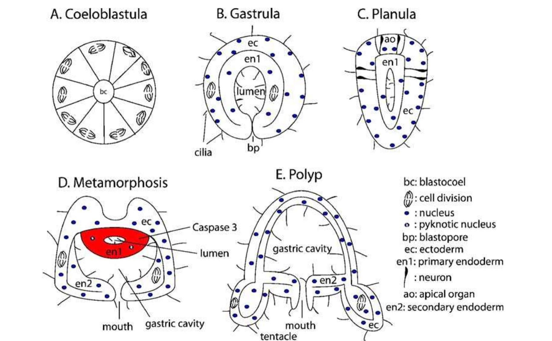 Schematic representation of aurelia embryogenesis and