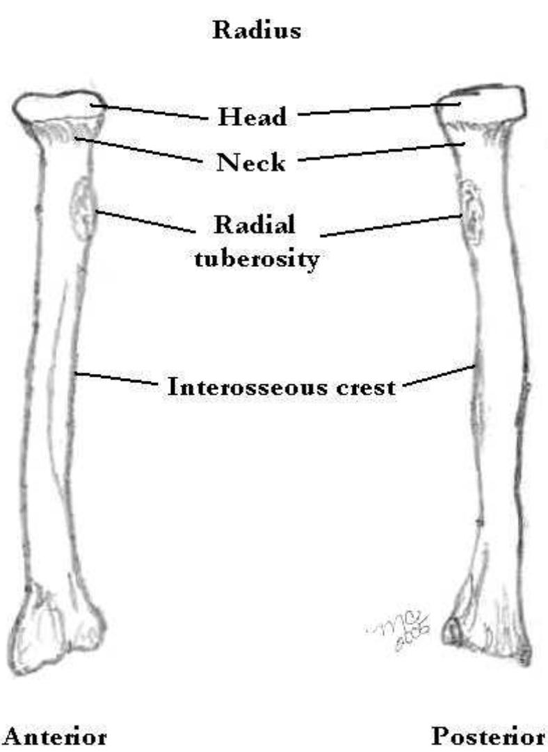 Of the ulna. figure 2. radius from the anterior and