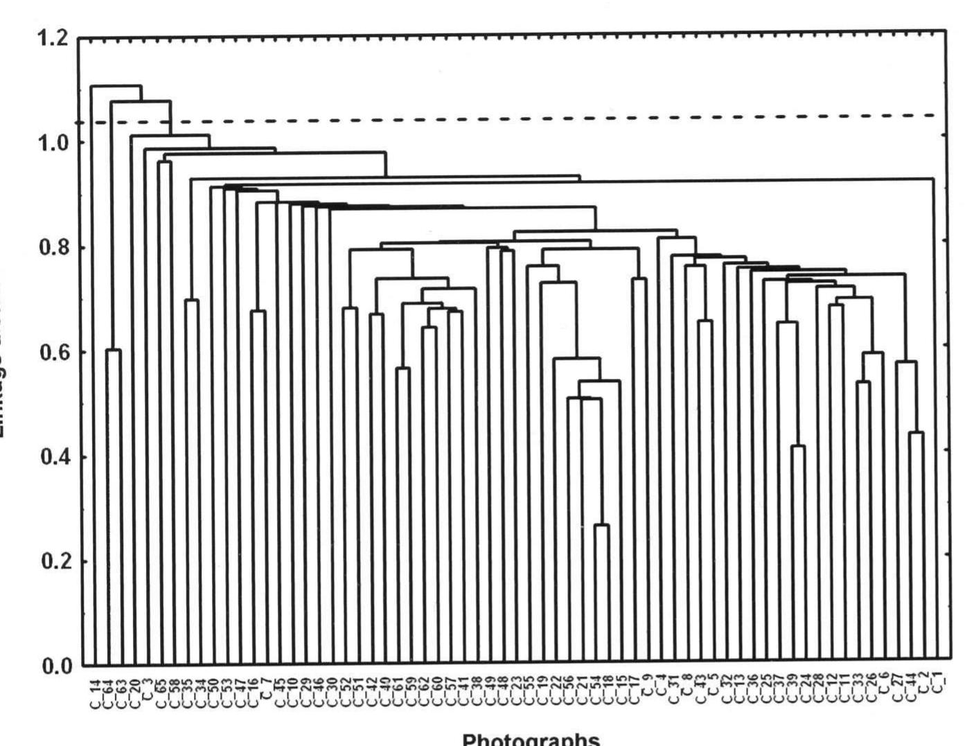 Figure 4 - from A new approach to octopuses' body pattern