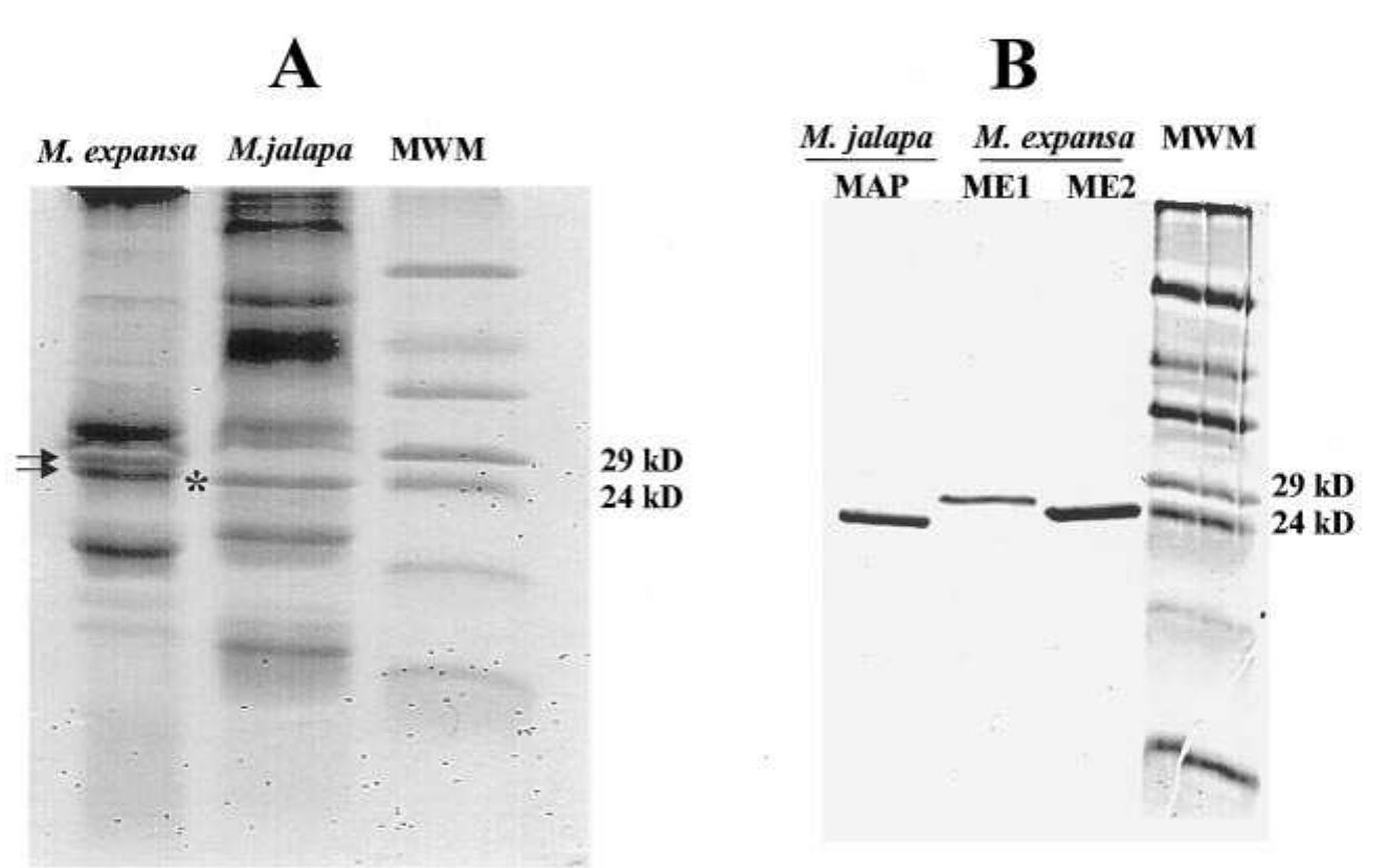 Rrna depurination assay rip-mediated depurination of the