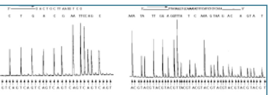 Figure 2 - from A sequencing method based on real-time