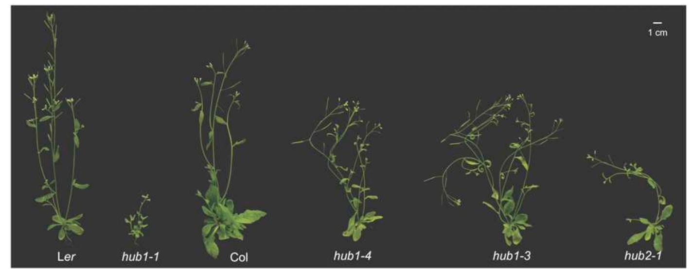 Plant phenotypes of the hub7 and hub2 mutants and the