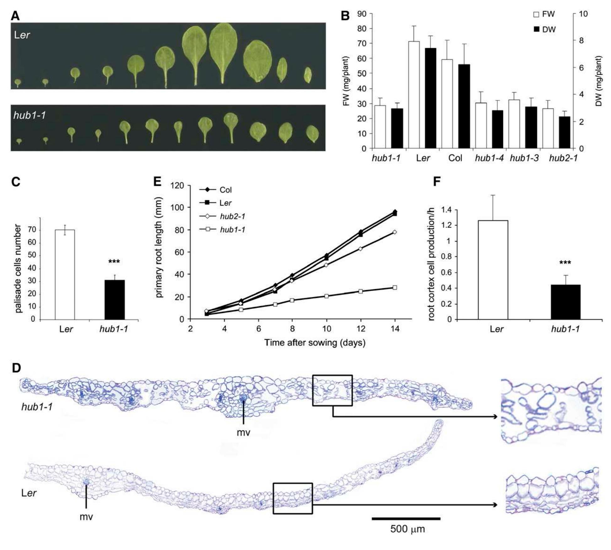 Leaf and root phenotypes of hub7 and hub2.