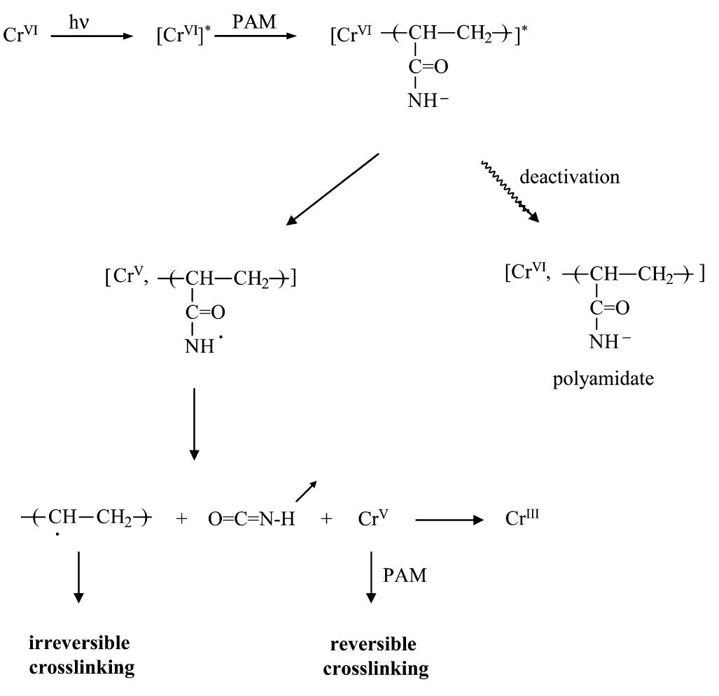 Photoredox mechanism of dcpam obtained after only 10 min.