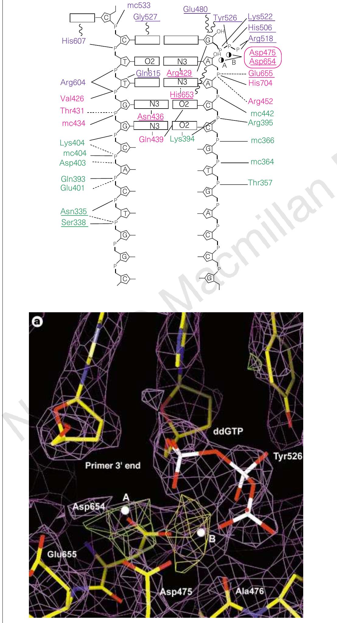 Two-metal ligation of the bound nucleotide. a, the 25a