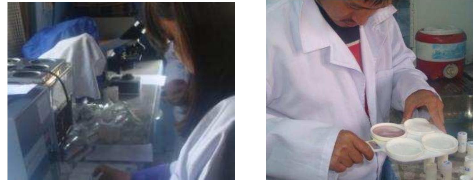 Lab analysis of samples and cmt test for mastitis means