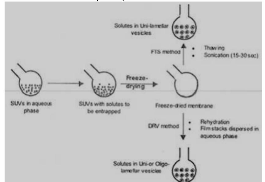-10: liposomes prepared by membrane extrusion method dried