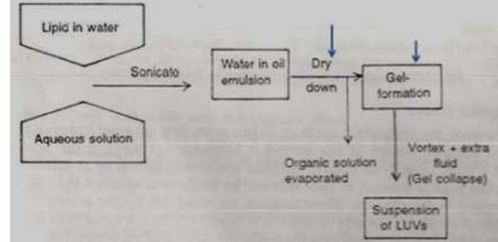 First water in oil emulsion is formed by brief sonication of