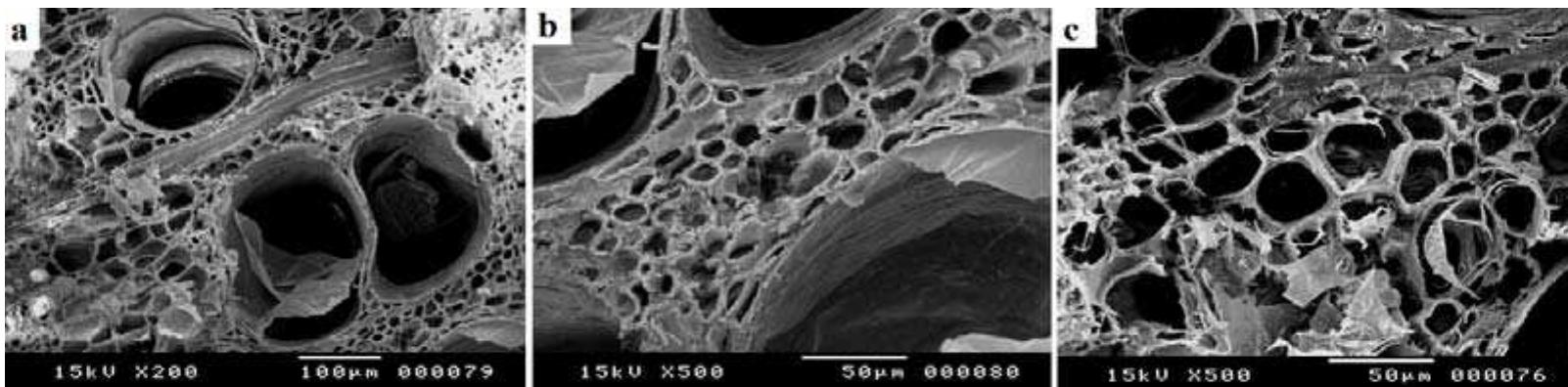 Distorted sizes and shapes can be seen and some cells are