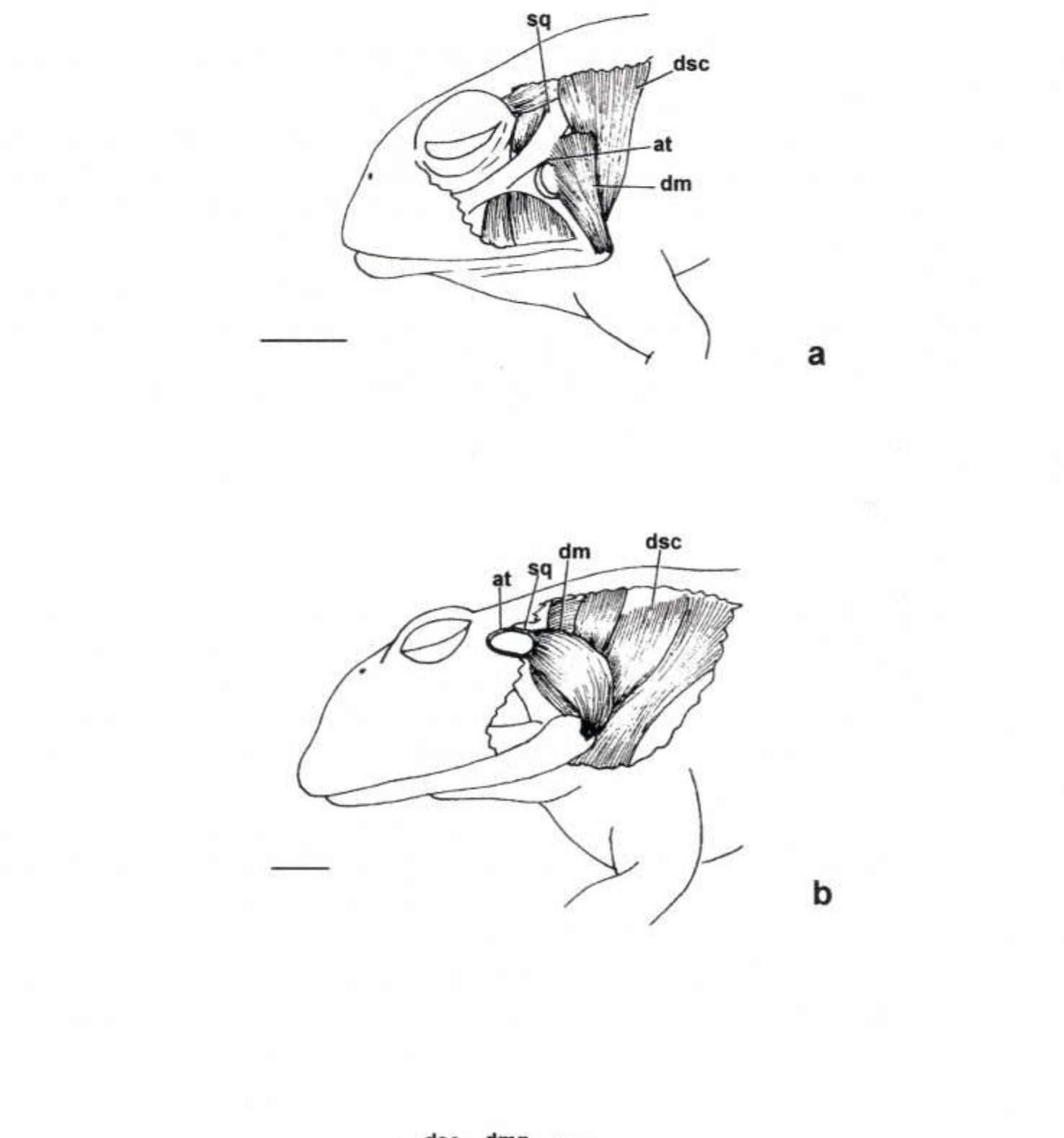 Figure 4 - The depressor mandibulae muscle in Anura