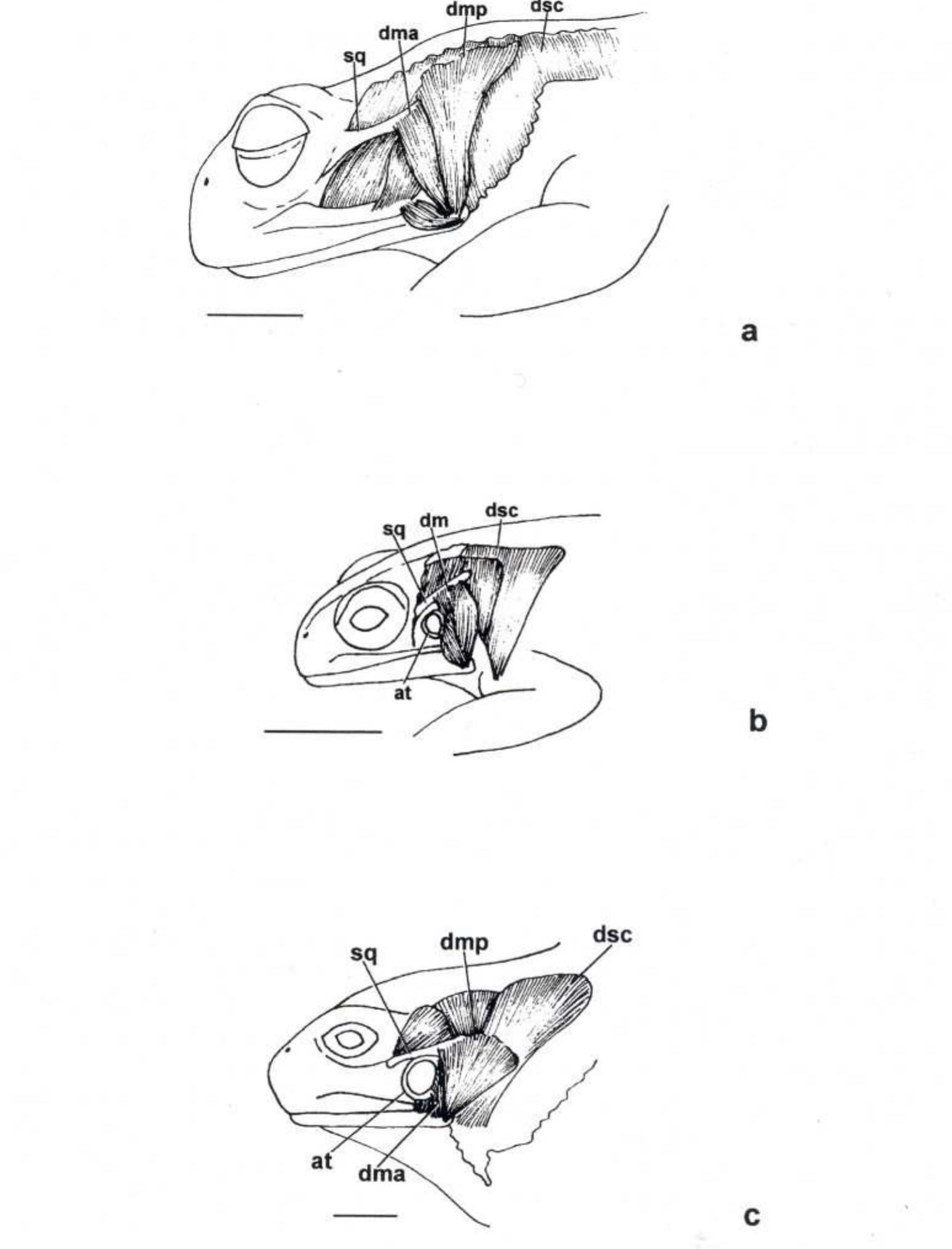 ‘ig. 4. —(a) telmatobius laticeps (fml 03960). morphology