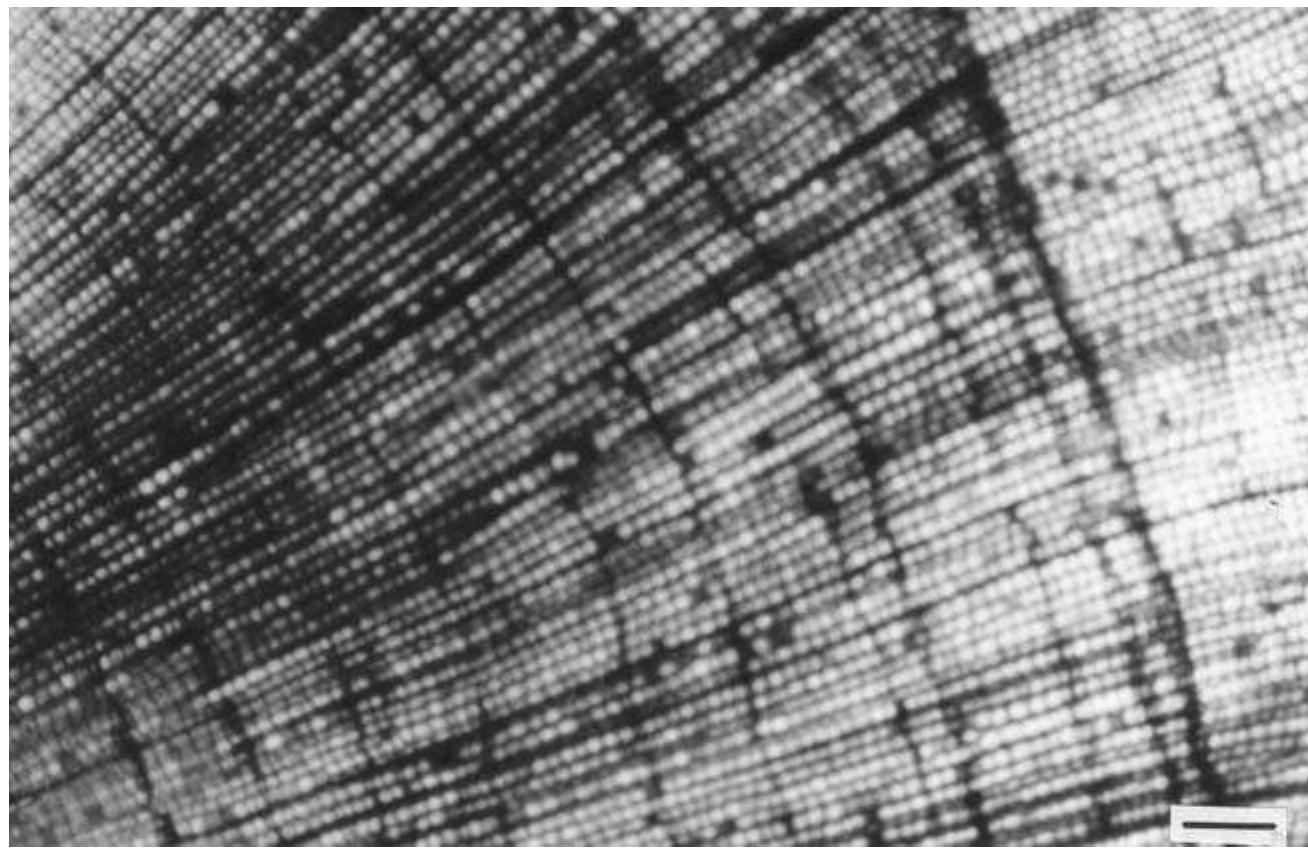 Figure 52 - Applied Stratigraphy