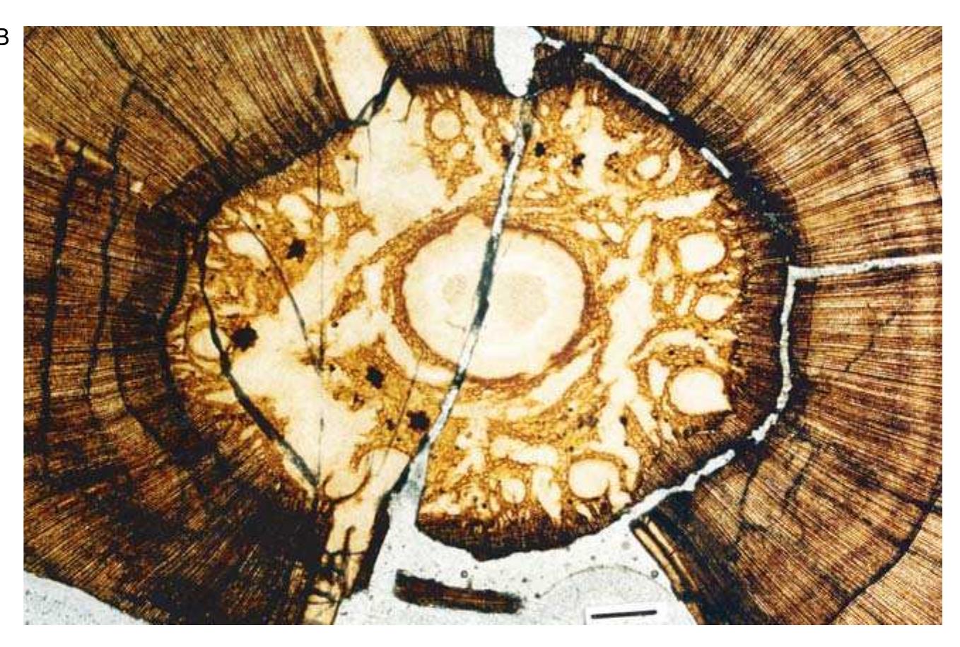 Figure 166 - Applied Stratigraphy