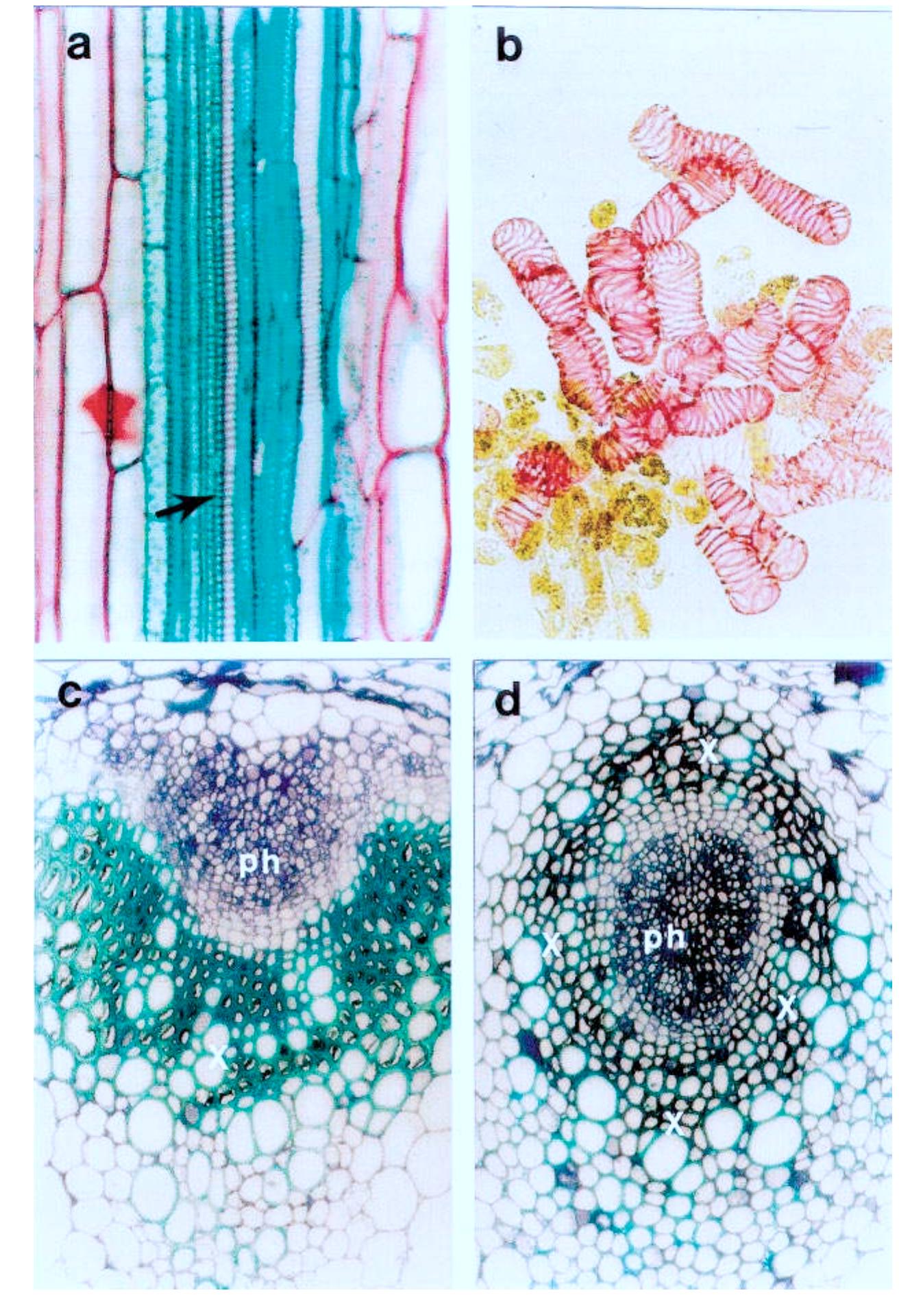 Anatomy of vascular tissues. (a) longitudinal section of an