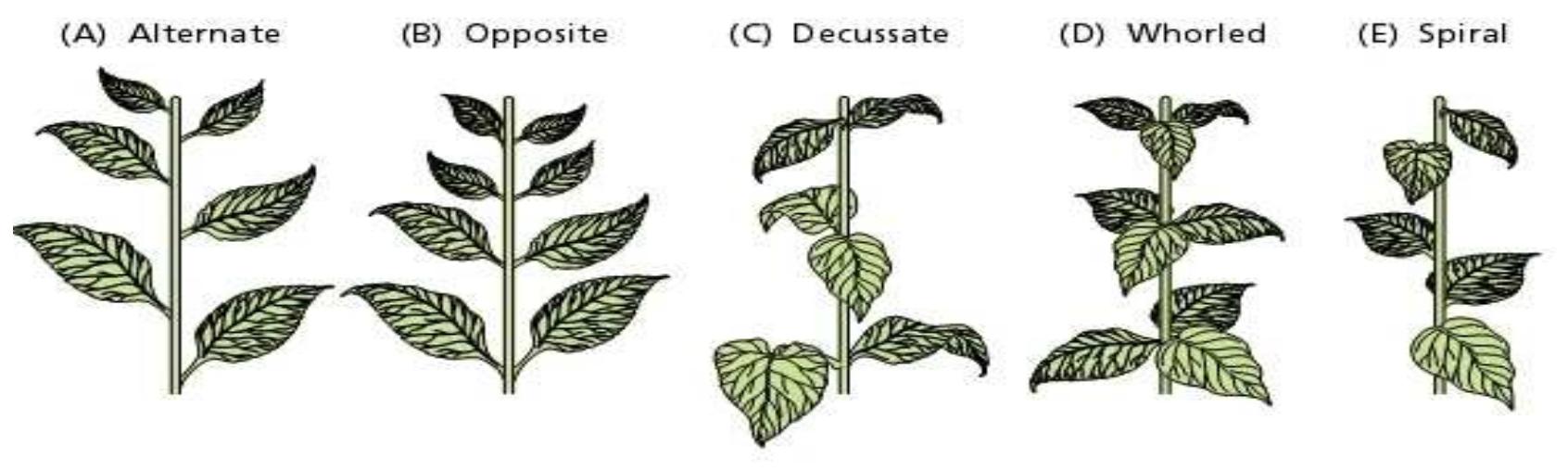 - five types of leaf arrangements (phyllotaxy) along the