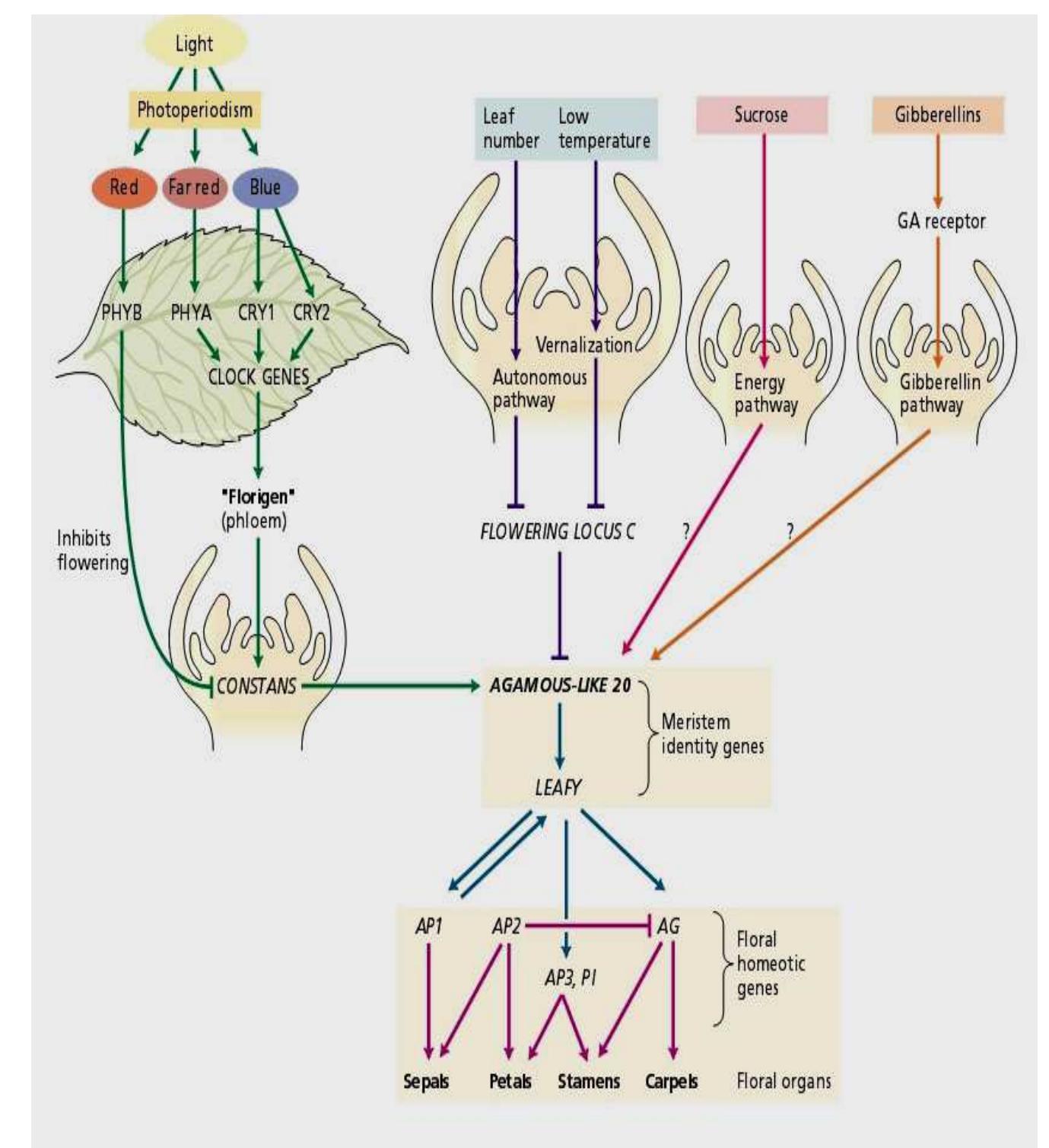 - four developmental pathways for flowering in arabidopsis;