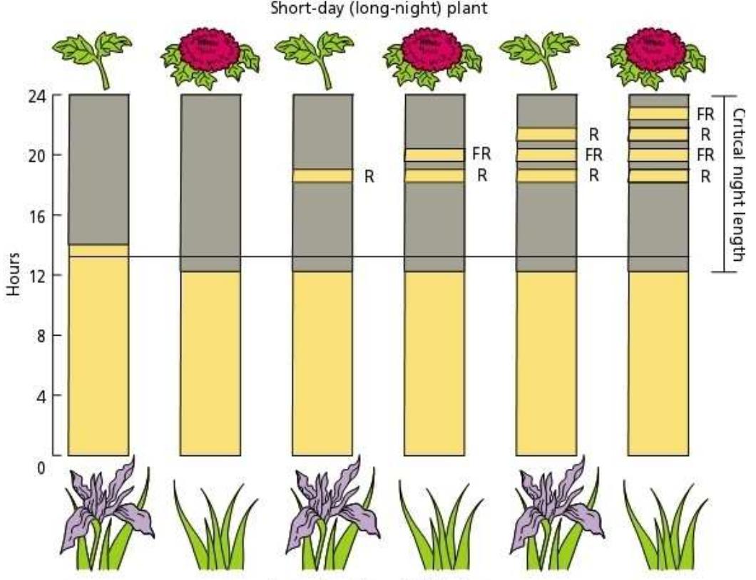 Physiology of flowering figure 19 - phytochrome control of