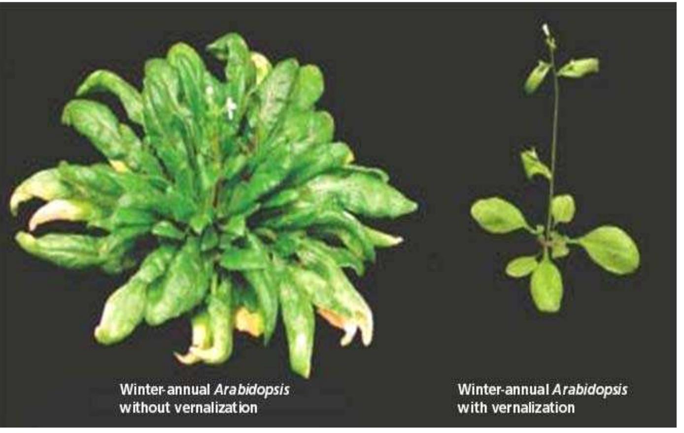 Figure 23 - from PLANT PHYSIOLOGY and BIOCHEMISTRY GROWTH