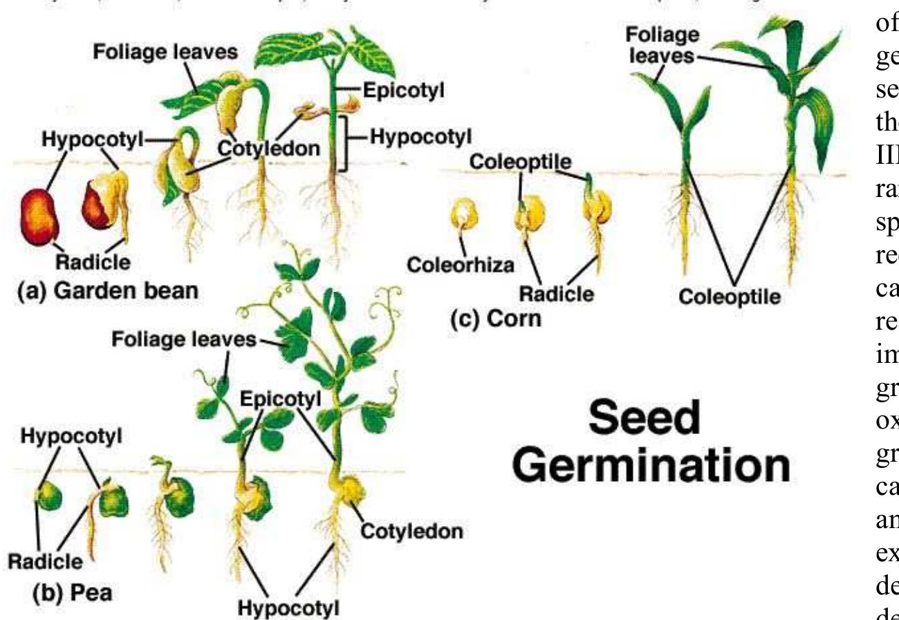 Seed germination is defined as the sum of events that