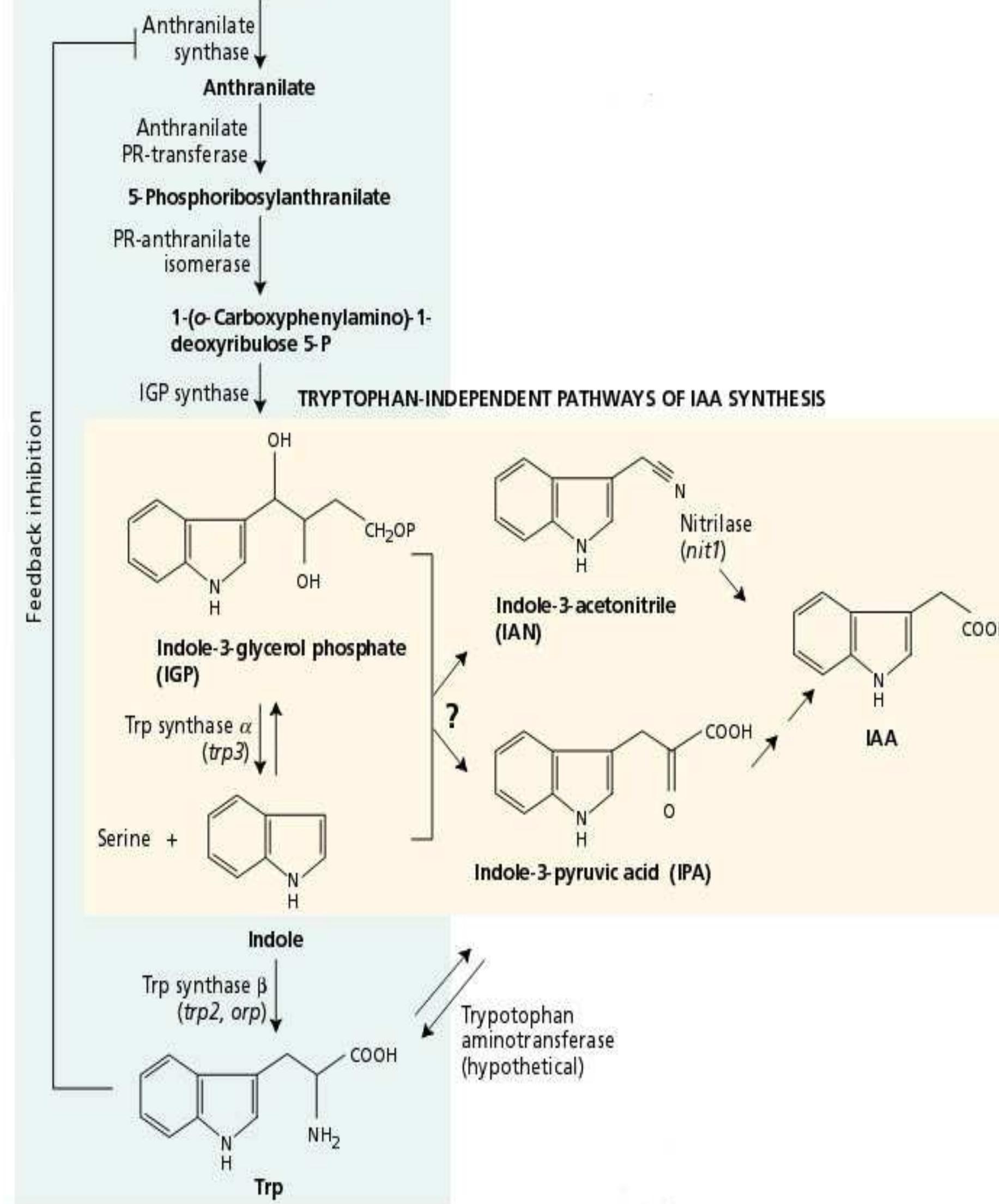 -tryptophan - independent pathway of iaa biosynthesis in