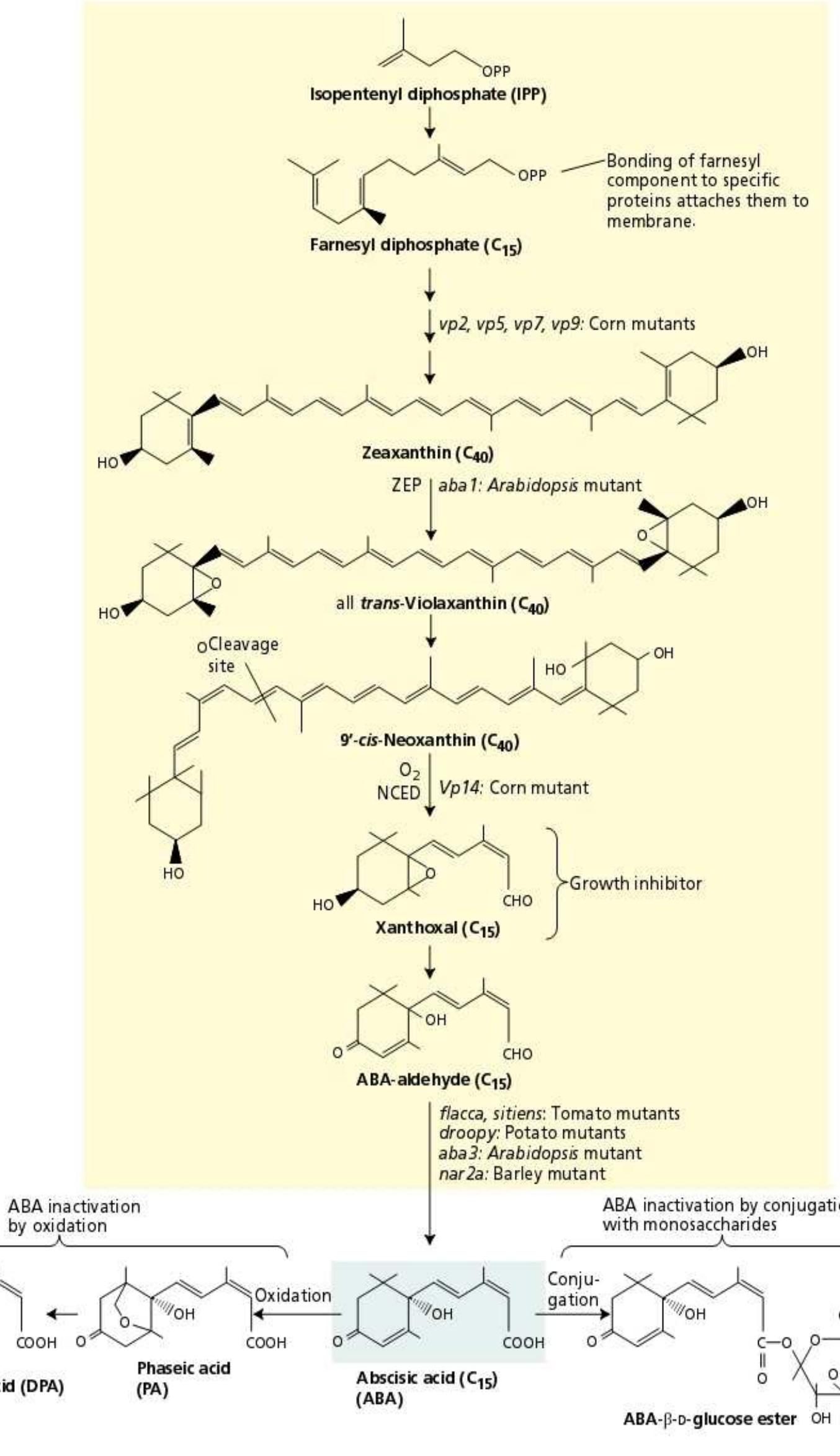 Figure 32 - PLANT PHYSIOLOGY and BIOCHEMISTRY GROWTH AND