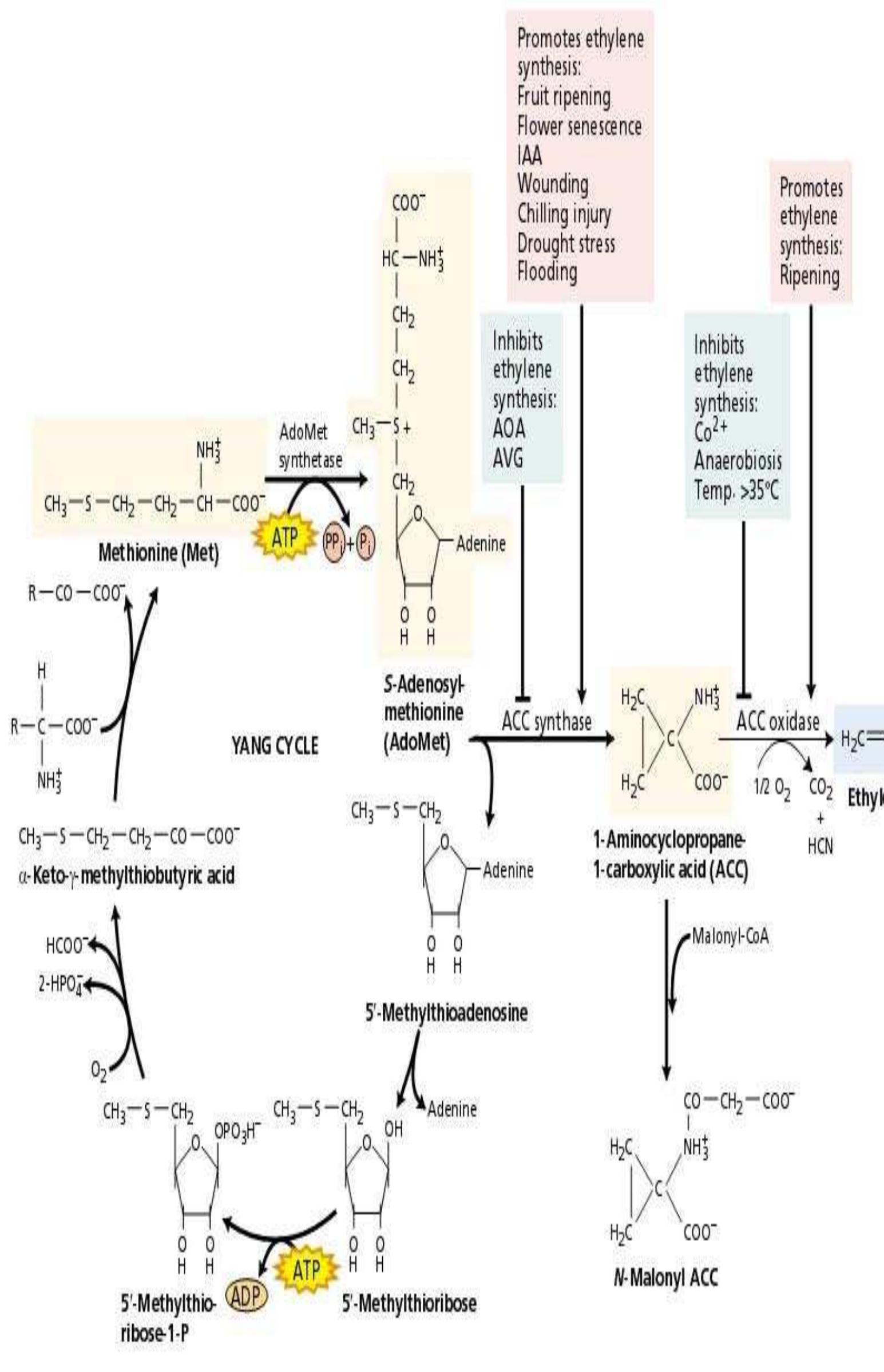 Ethylene biosynthetic pathway and y ang cycle.the amino acid
