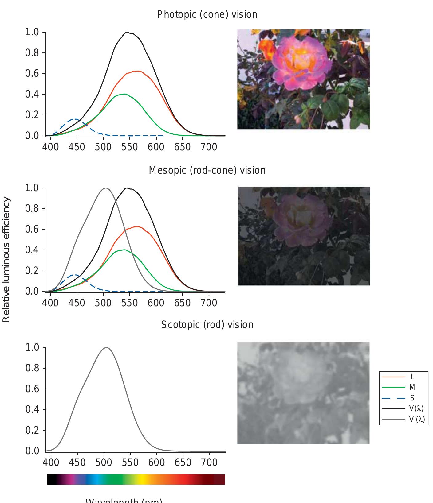 (PDF) Photopic, Mesopic and Scotopic Vision and Changes in Visual ...