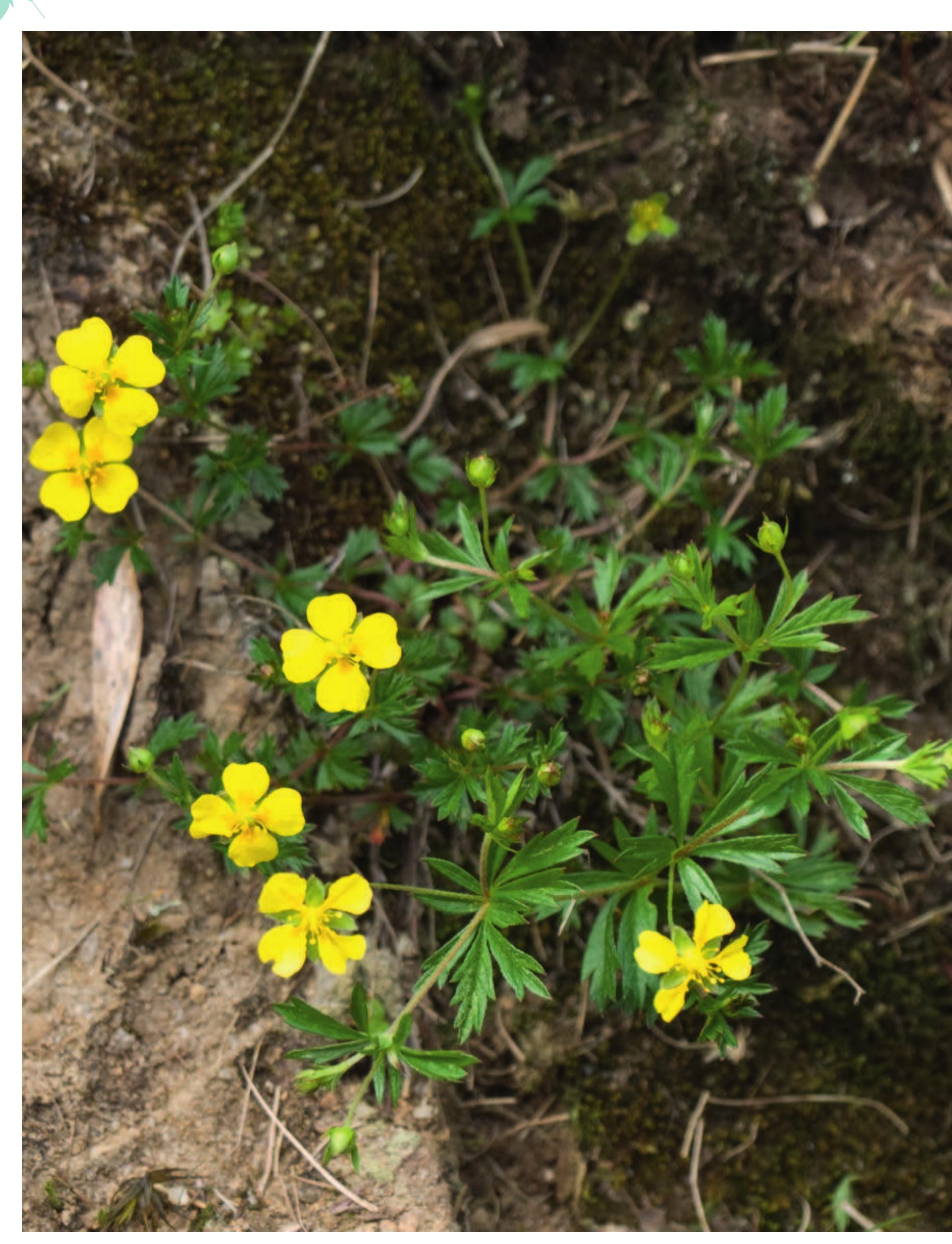 F0010 figure 24.1 potentilla erecta, tormentil (wharfedale,