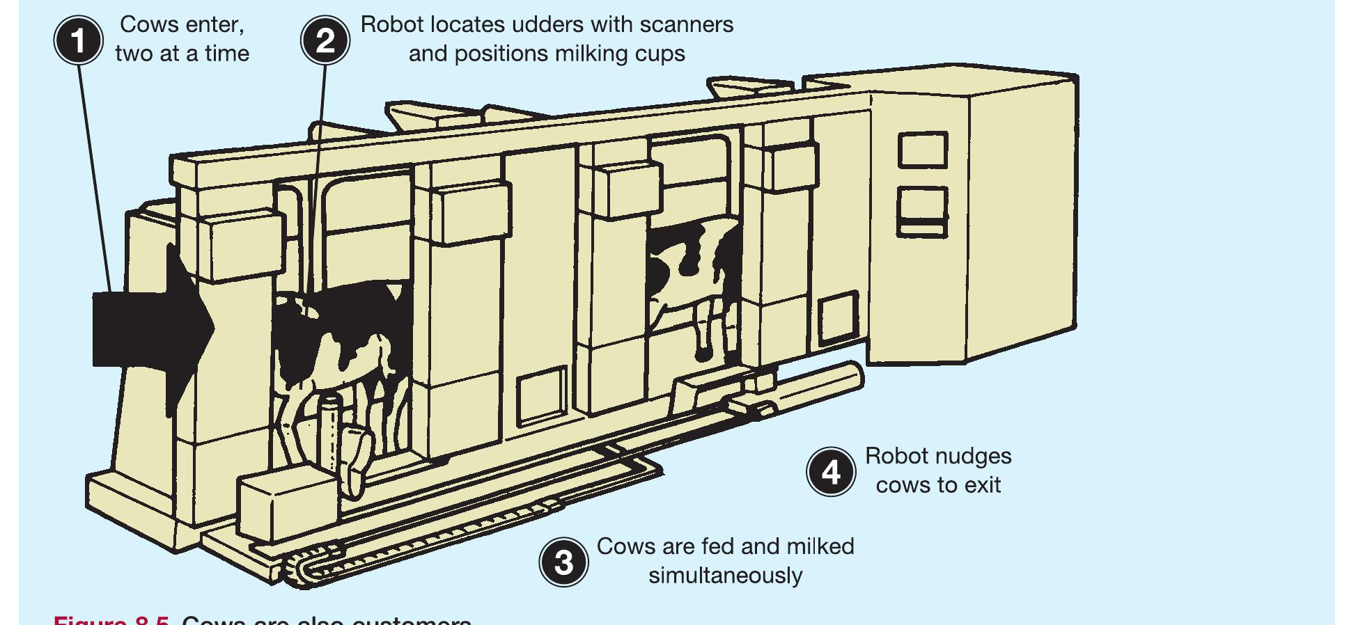 Connect the milking cups to the cow after five attempts,